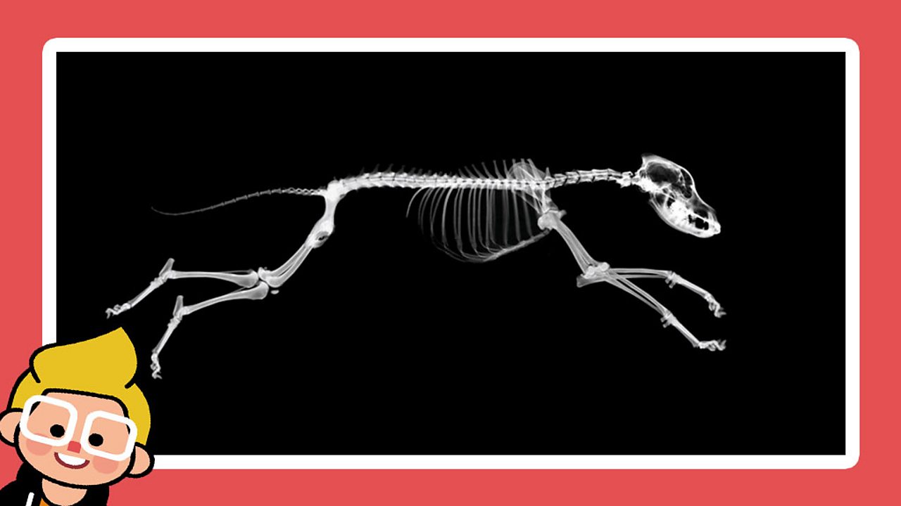 What is a vertebrate? - BBC Bitesize