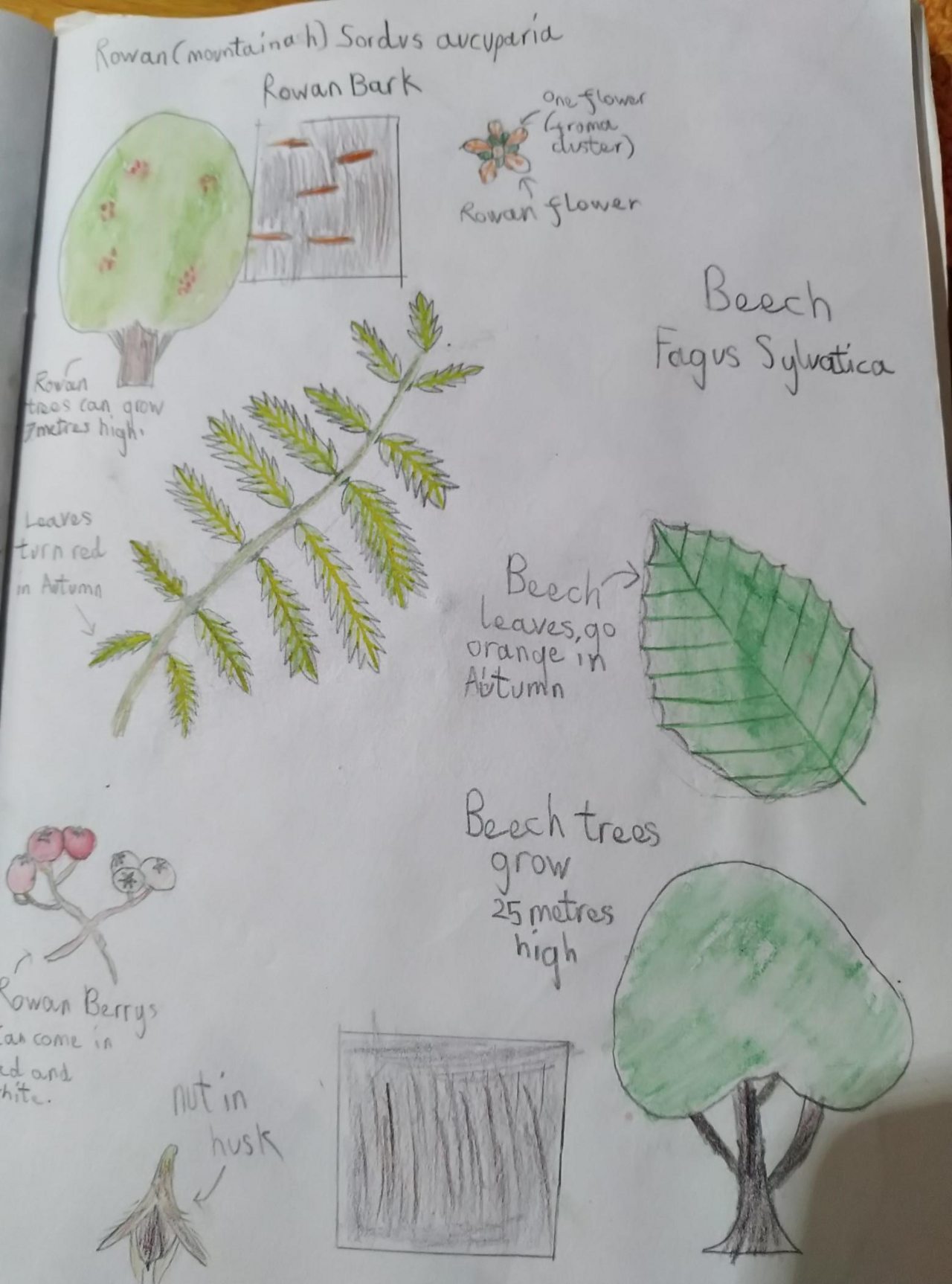 How to start a nature journal - BBC Bitesize