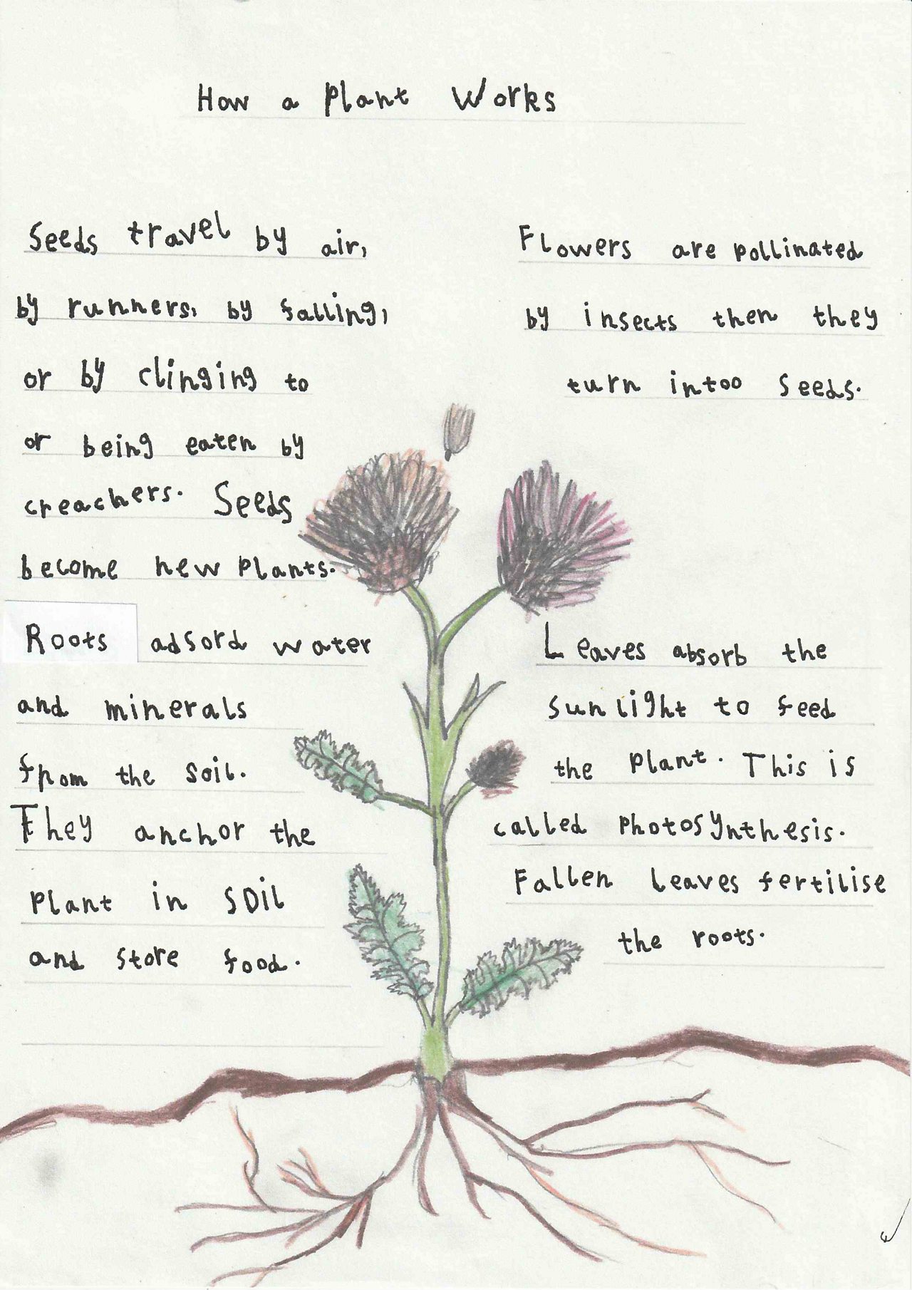 How to start a nature journal - BBC Bitesize