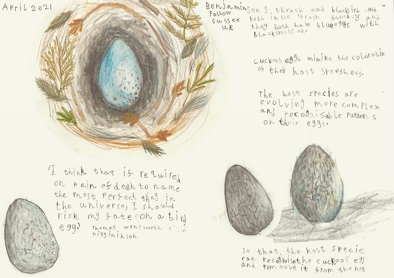 How to start a nature journal - BBC Bitesize