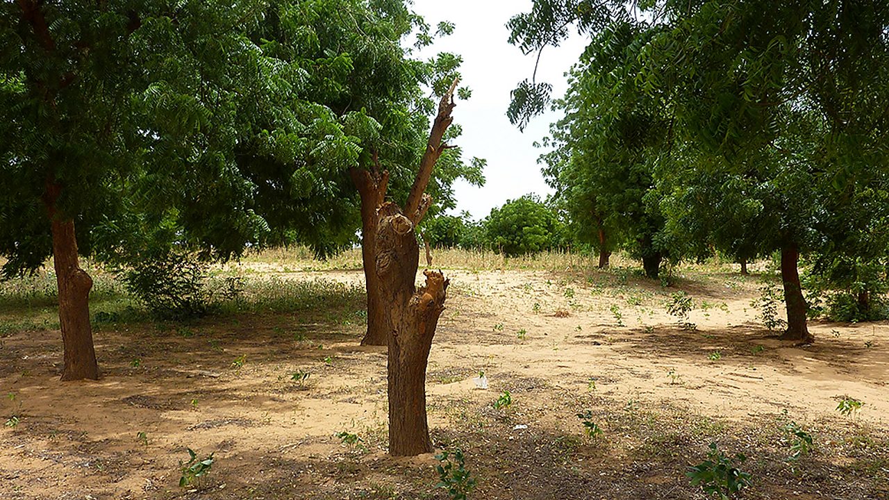 Desertification guide for KS3 geography students - BBC Bitesize