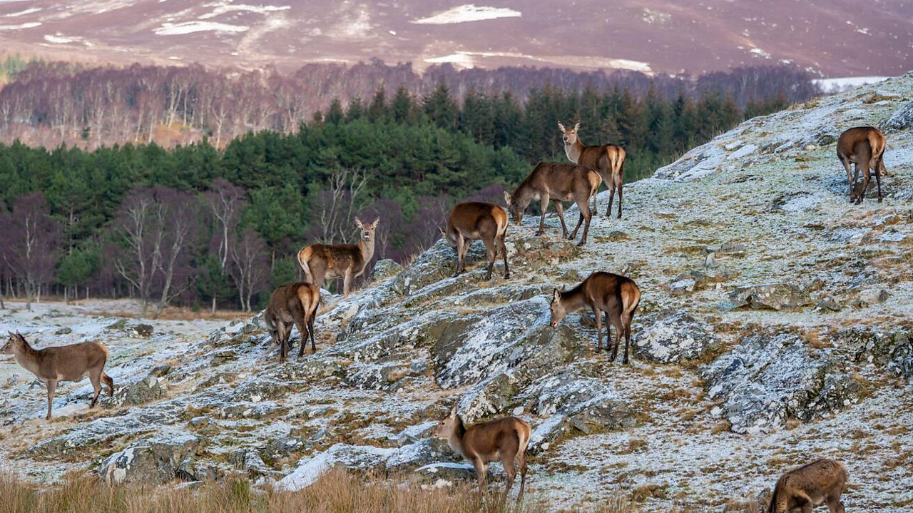 Scotland - Geography - Changing land use - Glen Feshie - P5, P6, P7 ...