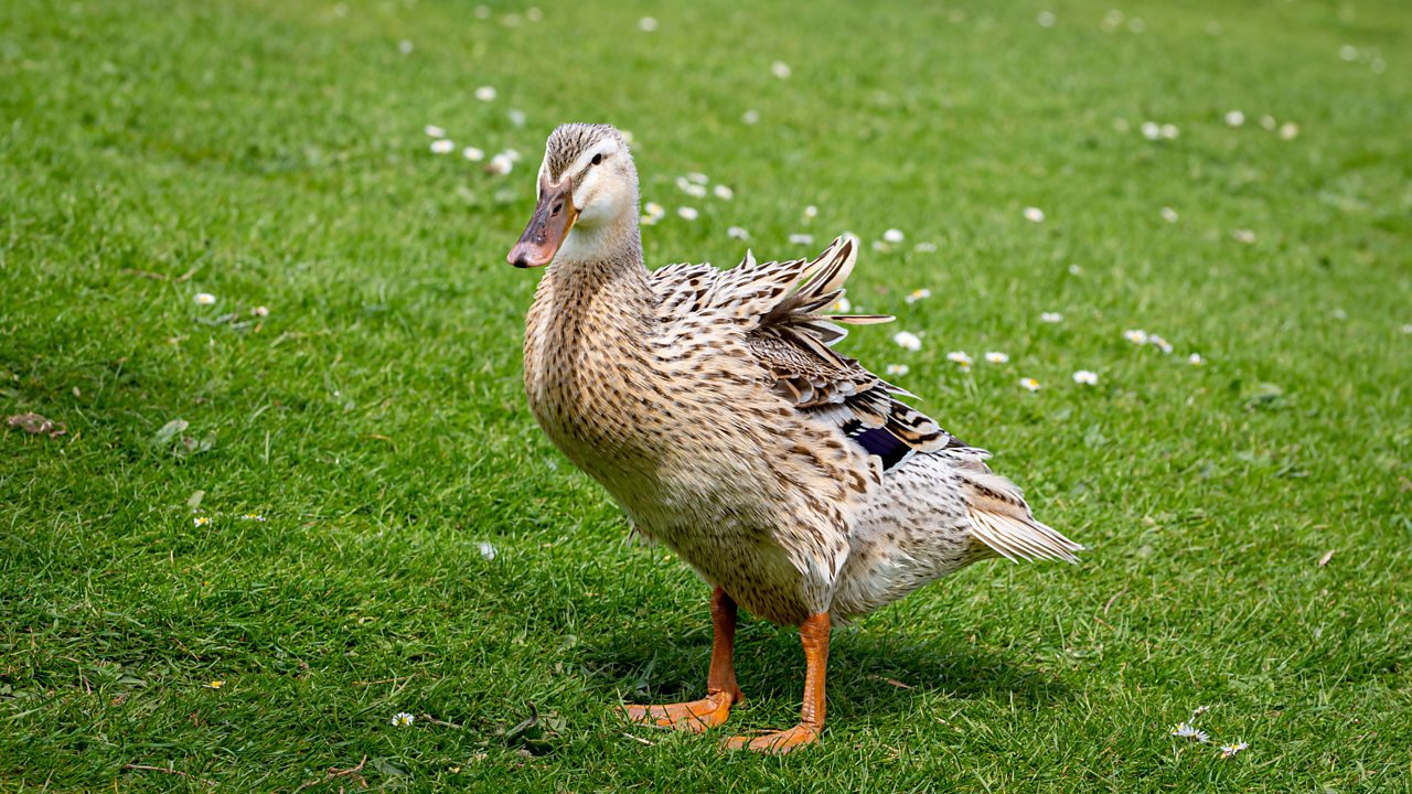 Farm Animals - BBC Bitesize