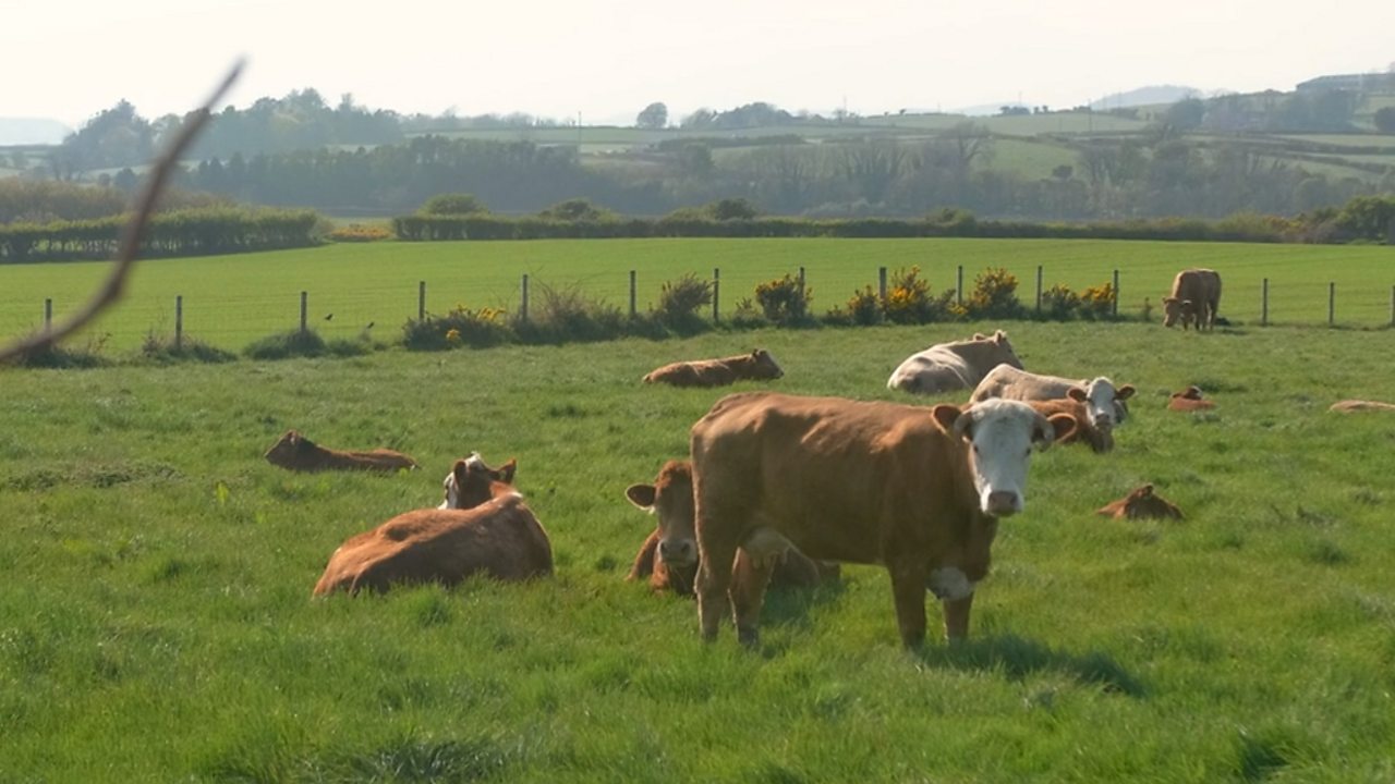 Farm Animals - BBC Bitesize