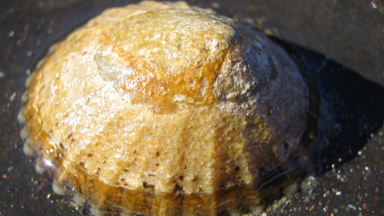 Seaside animals - BBC Bitesize