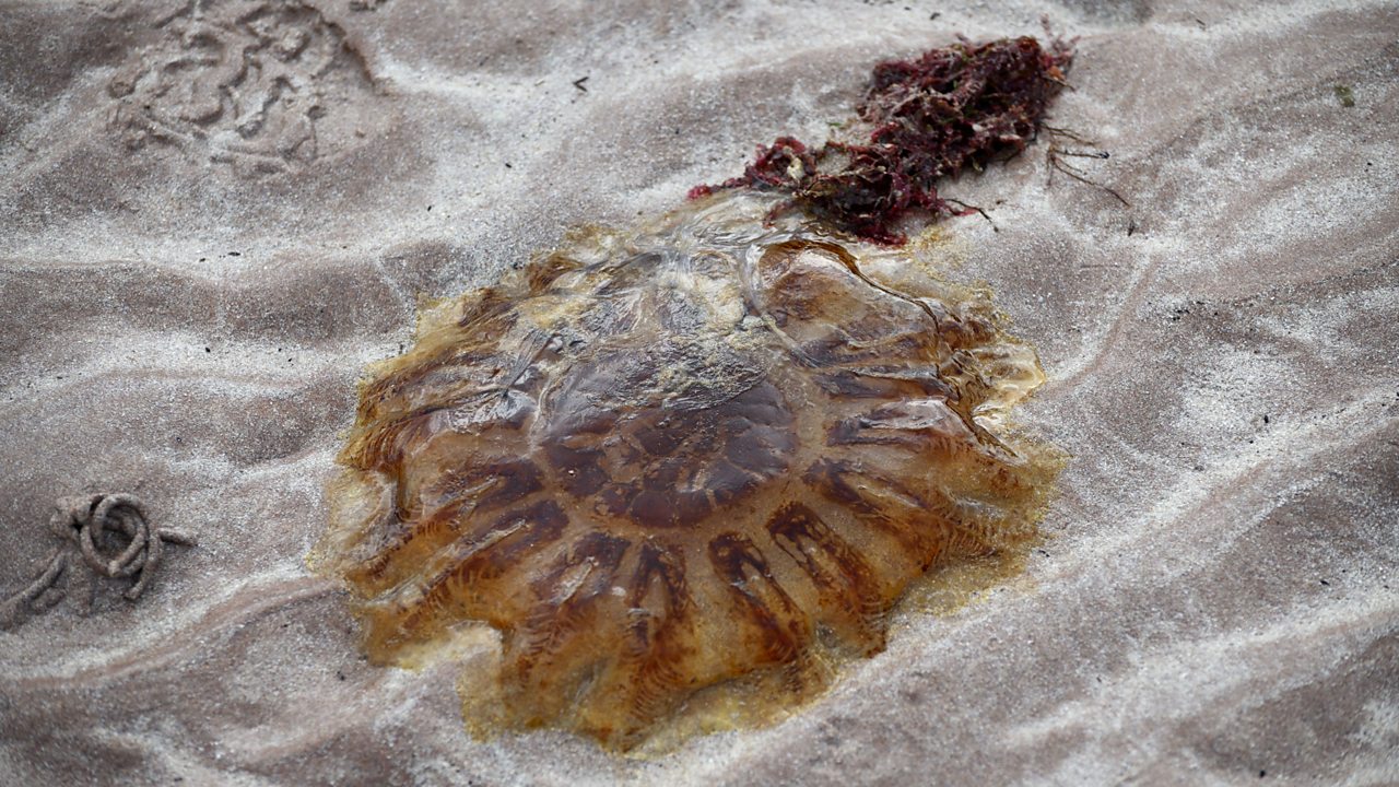 Seaside animals - BBC Bitesize