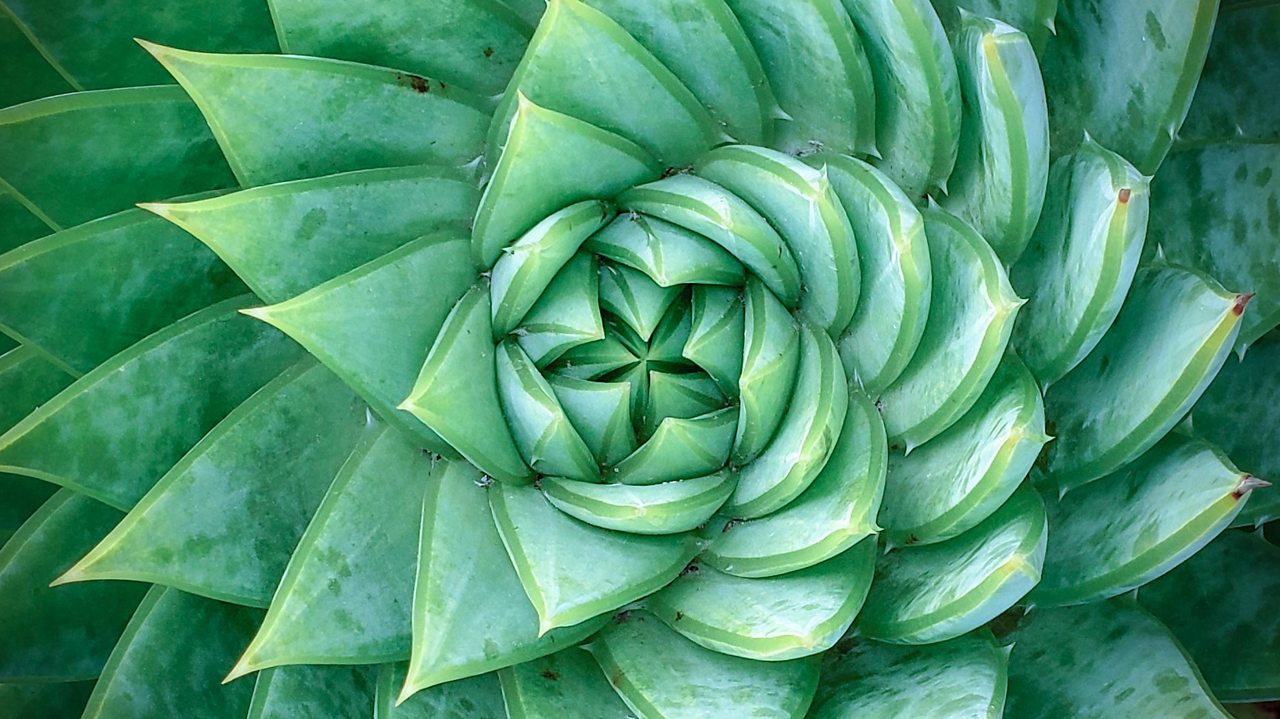 The beauty of maths: Fibonacci and the Golden Ratio - BBC Bitesize