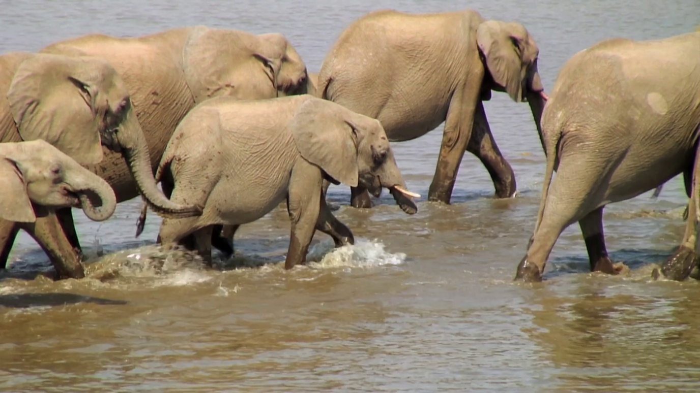 BBC Two - Africa 2013: Countdown to the Rains, Episode 2, Stumpy the ...