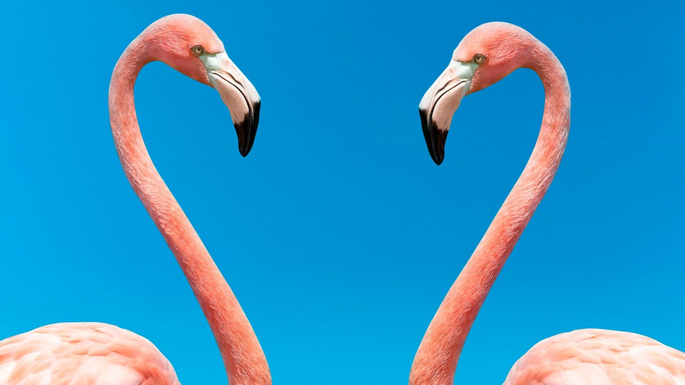 BBC One - The Mating Game, The Mating Game