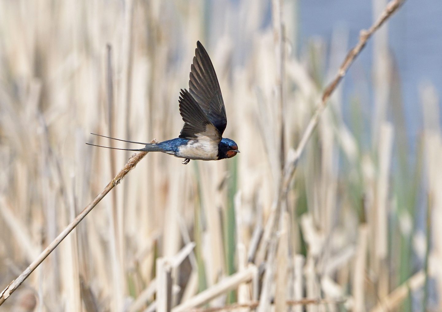 Springwatch 2021 - Springwatch 2021 - BBC