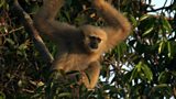 BBC One - Life, Primates