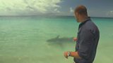 BBC Two - Great Barrier Reef - Clips