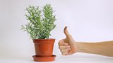 BBC Radio 4 - Gardeners' Question Time