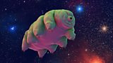 BBC Radio 4 - Natural Histories - What Are Tardigrades?