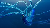BBC One - Blue Planet II, Memorable moments from Blue Planet II