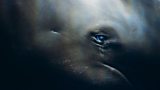 BBC One - Blue Planet II, Series 1, Big Blue