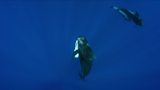 BBC One - Blue Planet II, Series 1, Big Blue