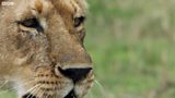 BBC One - Dynasties, Series 1, Lion, Where are they now? - Lion
