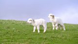 BBC Four - Secret Life of Farm Animals