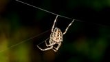 BBC World Service - CrowdScience, What makes a spider spin a web?, How ...
