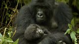 BBC One - Primates