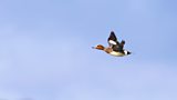 BBC Two - Autumnwatch - Clips