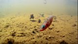 BBC Two - Springwatch