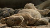 BBC One - Kingdom - In search of my first lions and their cubs
