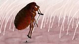 BBC Radio 4 - Natural Histories, Fleas - The rise and demise of the ...