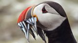 BBC Scotland - BBC Scotland - These astounding puffin pictures are ...