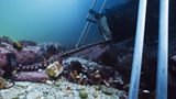 BBC One - Blue Planet II - Getting to know an octopus