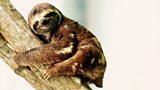 BBC Radio 4 - Radio 4 in Four - 10 incredible facts about the sloth