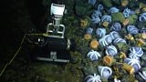 BBC One - Planet Earth III - The Octopus Garden: The struggle to reproduce