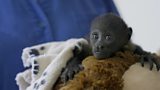BBC One - Mammals - Giving a voice to the plight of howler monkeys