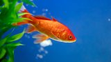 BBC Radio 4 - Naturebang - Are fish memories really as bad as we think ...