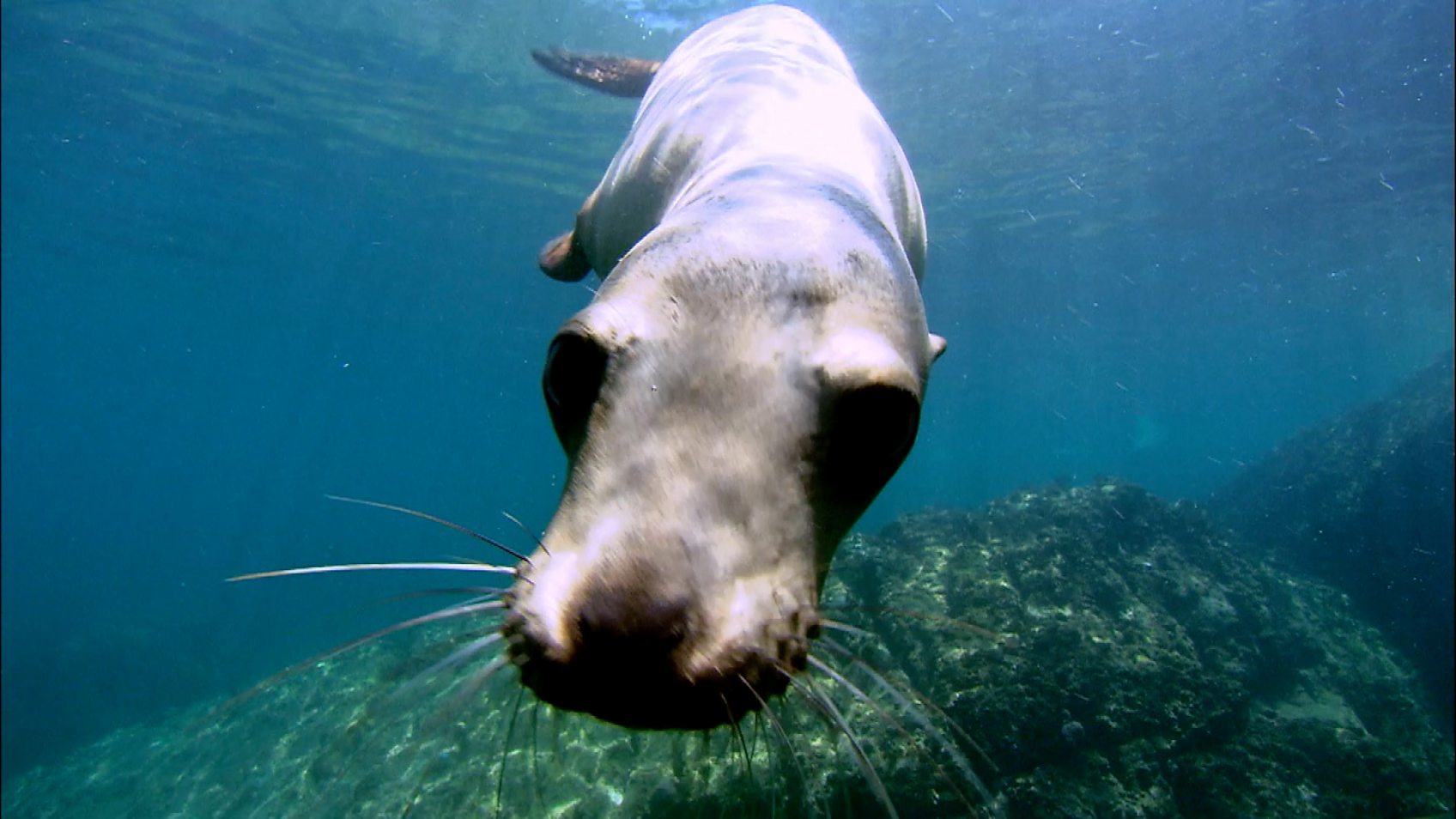 BBC Taster - Big Blue Live VR: Sea Lions