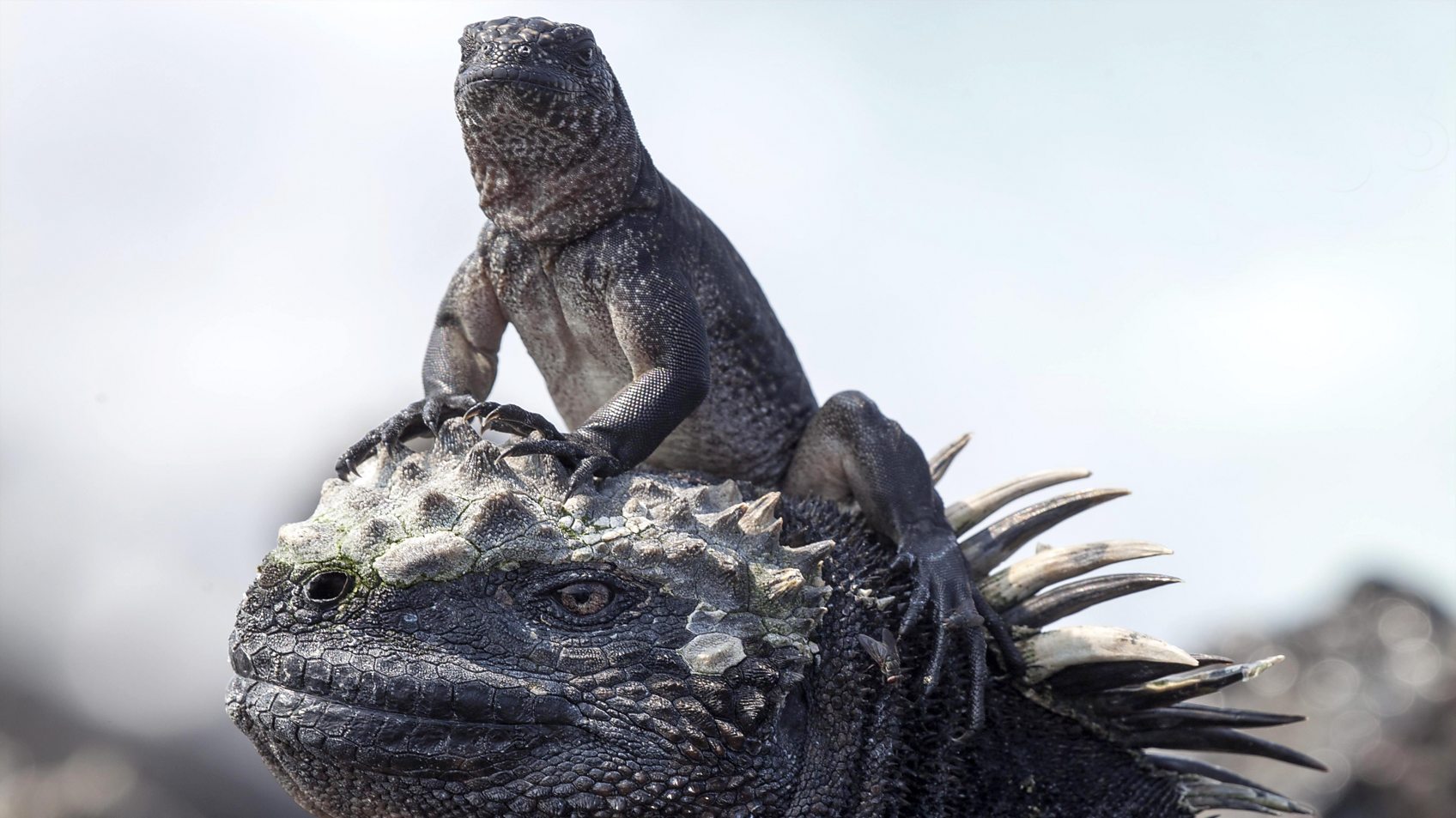 BBC Taster - Planet Earth II 360: Islands