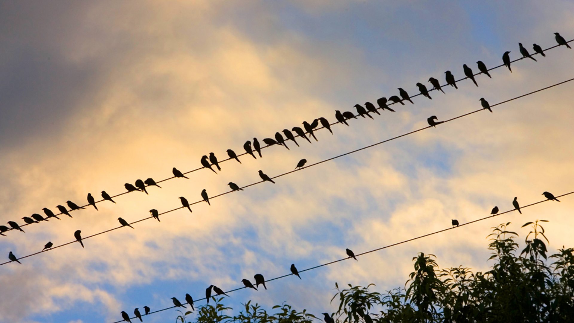 The Incomplete Recorded Works of a Dead Body