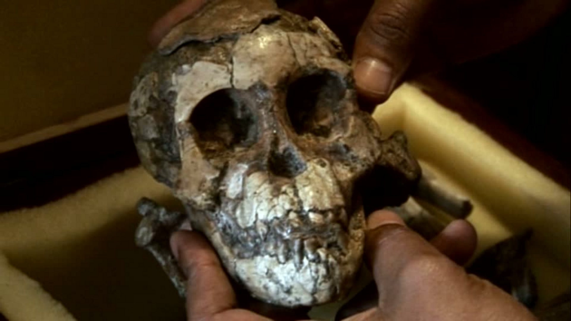BBC Two - Prehistoric Autopsy, Lucy, Dikika Baby