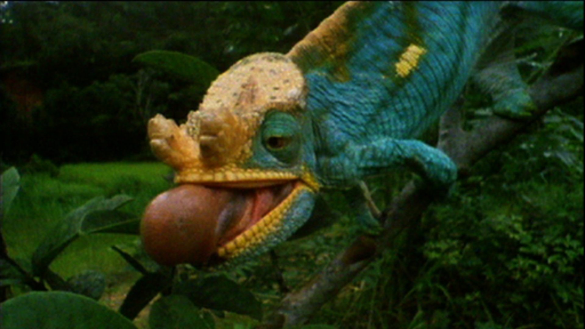 CBeebies - Our Planet, Hunters and Animals in Trees, How animals catch ...