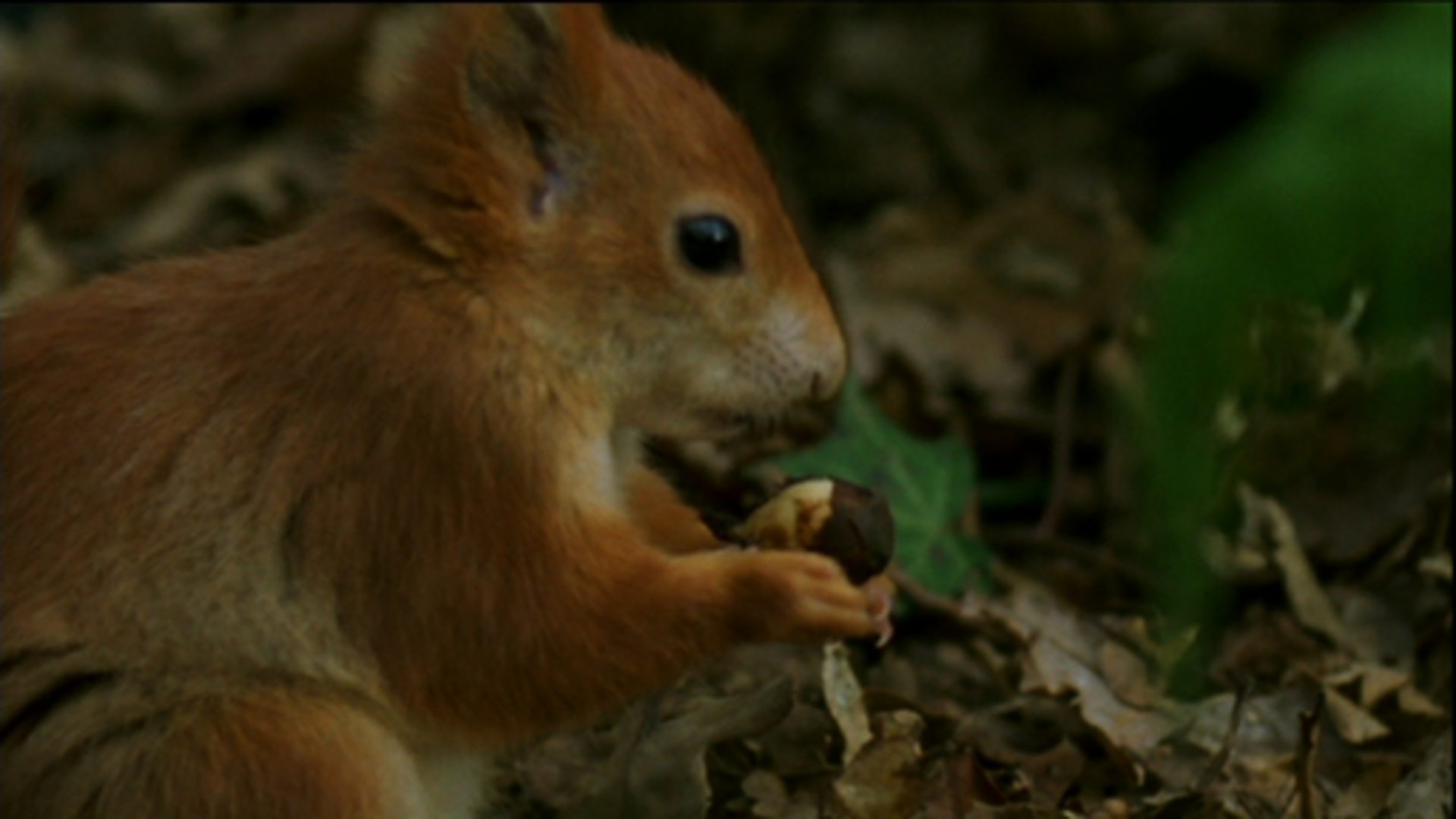 CBeebies - Our Planet, Loud and Quiet and Oak Trees, The life cycle and ...