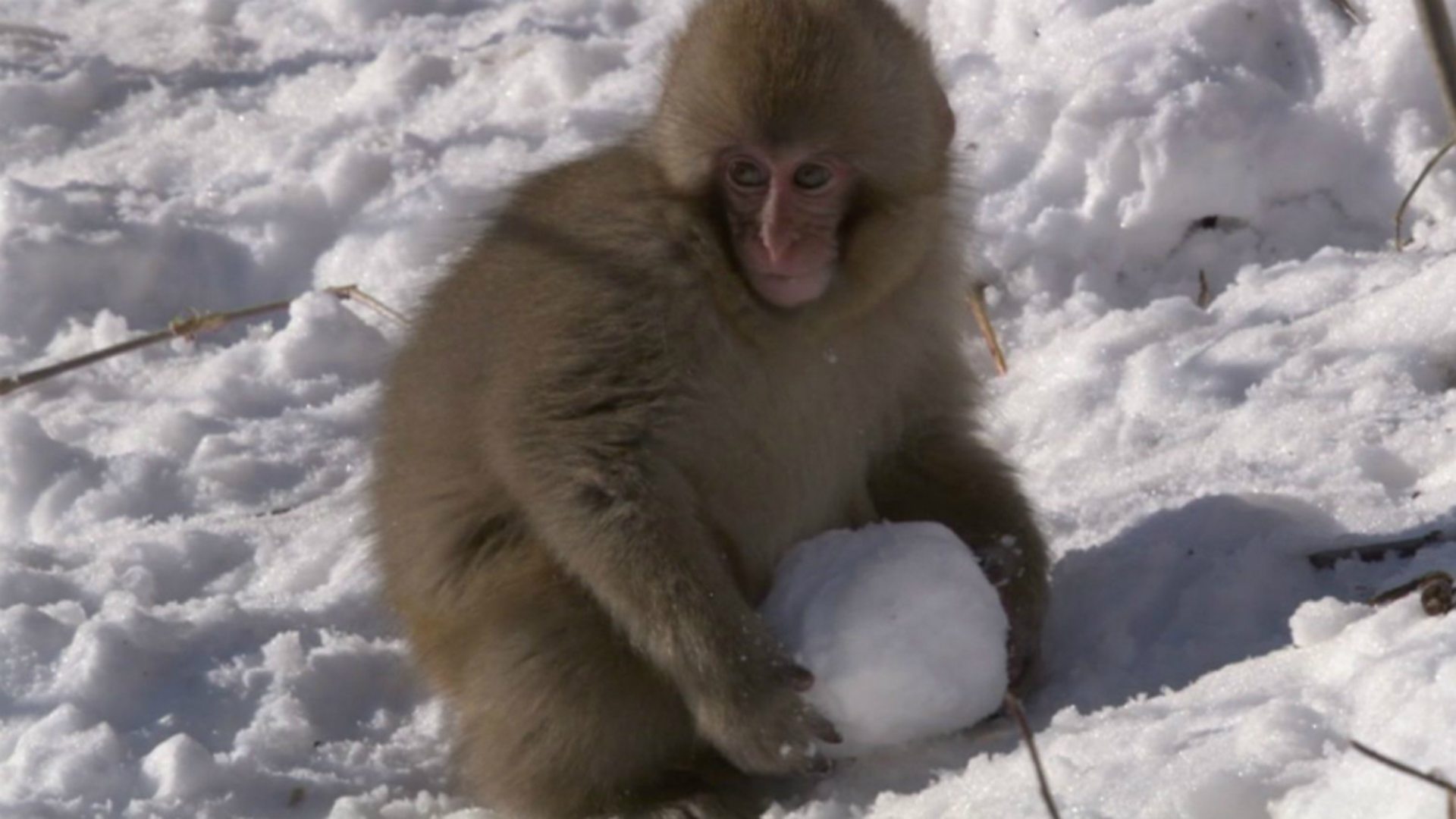 BBC One - Snow Babies, Fun with snowballs
