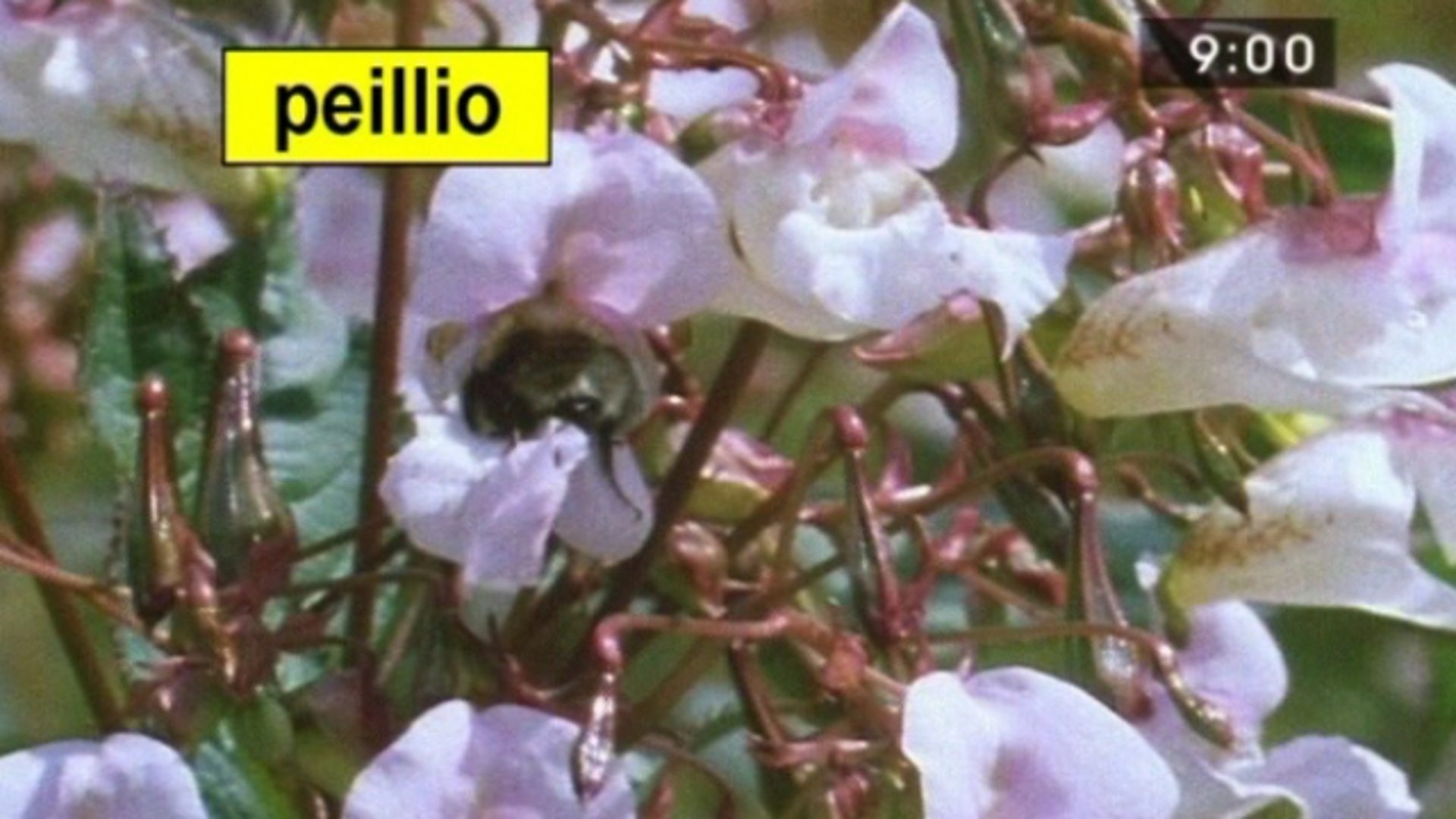 BBC Cymru - BBC Cymru, Clipiau Dysgu, Dysgu, Peillio