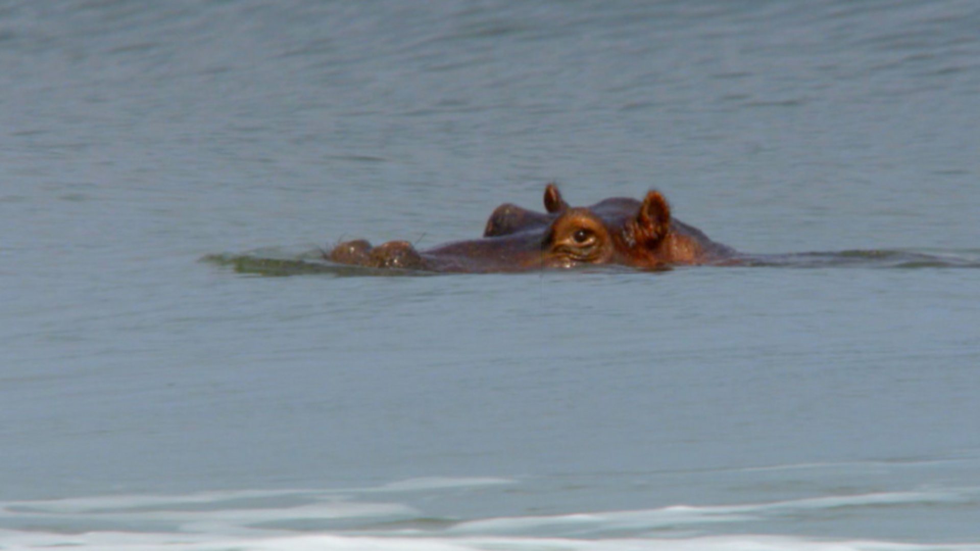 BBC One - Africa, Congo, Gabon’s surfing hippos