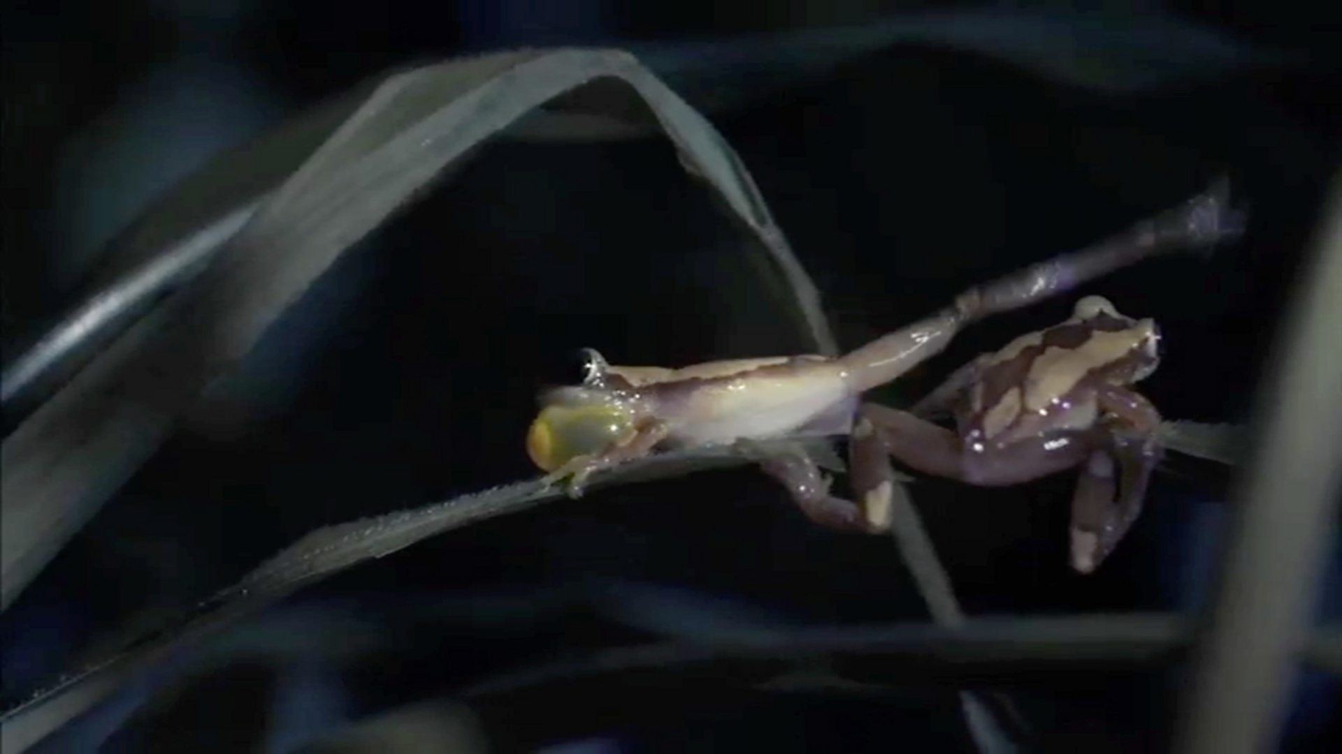 BBC One - Africa, Congo, Kung fu frogs