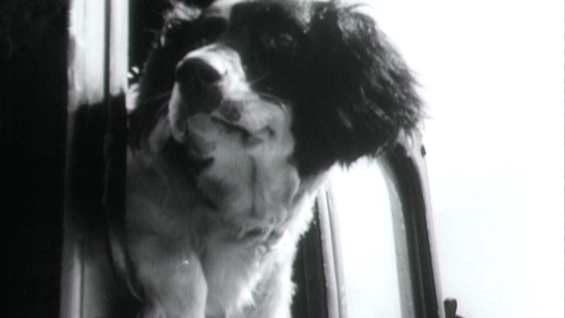 BBC - Children's Newsreel, 01/06/1952, A Dog's Day Out