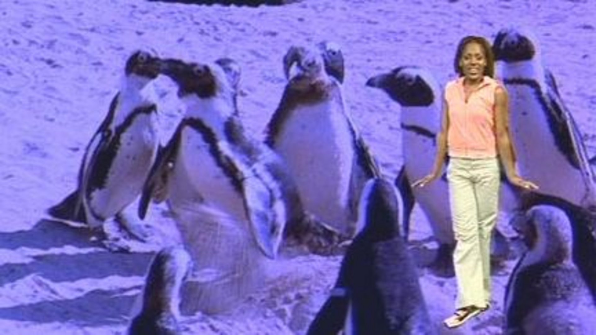 CBeebies - Boogie Beebies, Penguin Bop