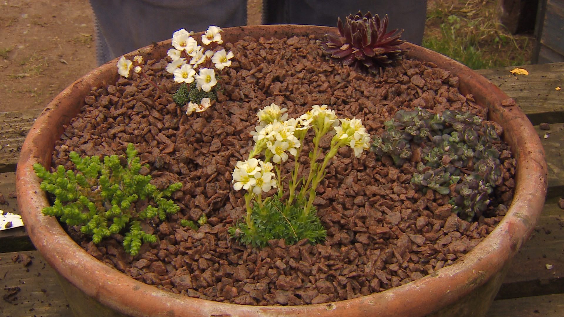 BBC Two - Gardeners' World, 2013, Episode 7, Planting up an alpine pan