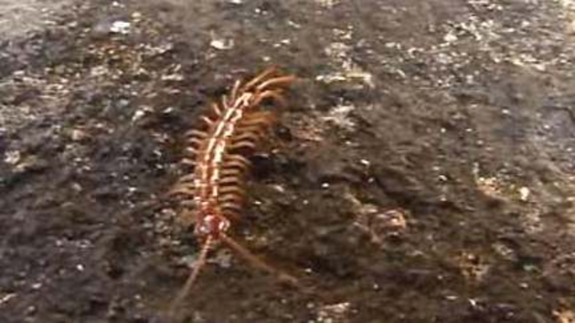 CBeebies - Green Balloon Club, Centipede Spot