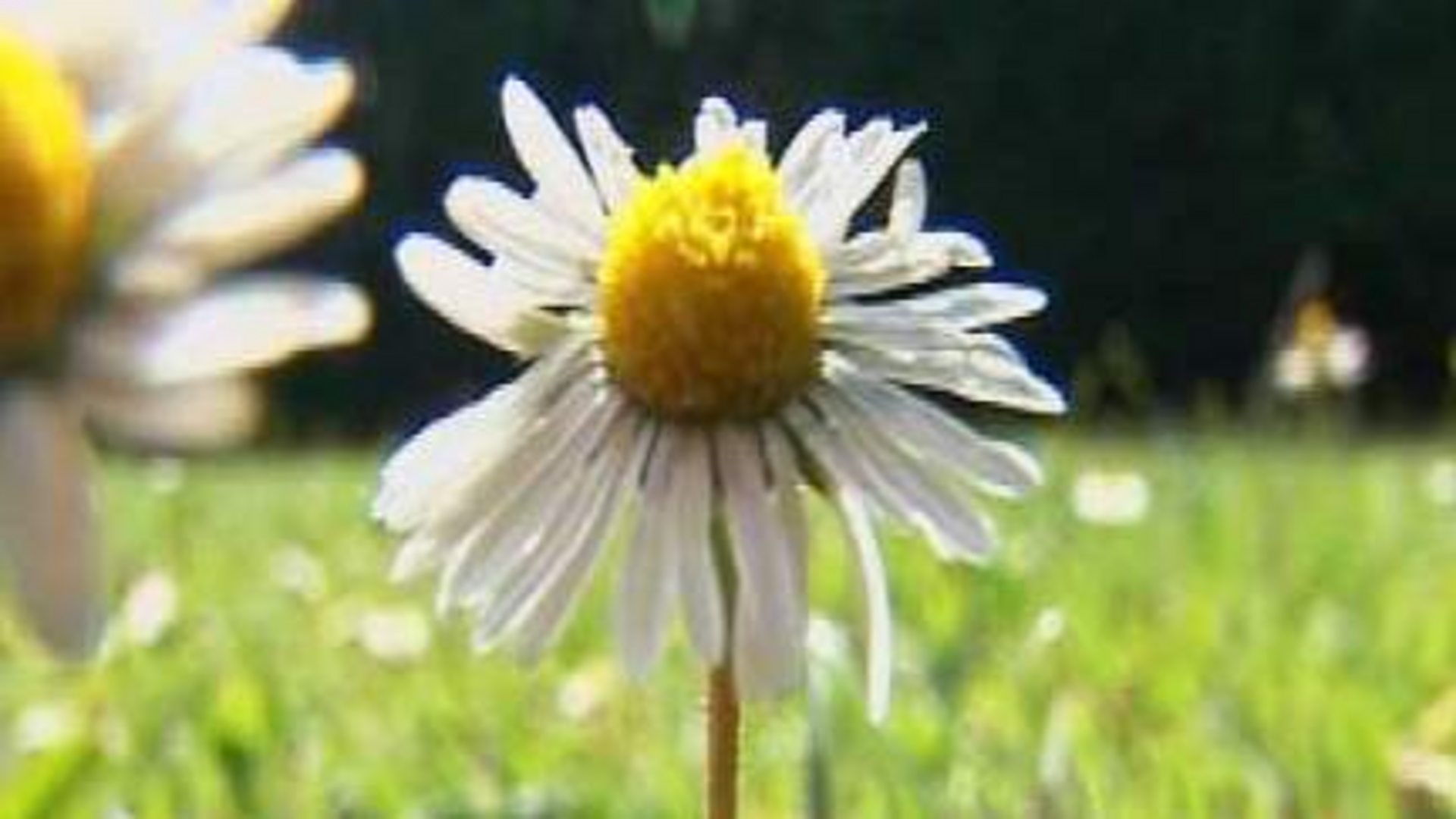 CBeebies - Green Balloon Club, Daisy Spot